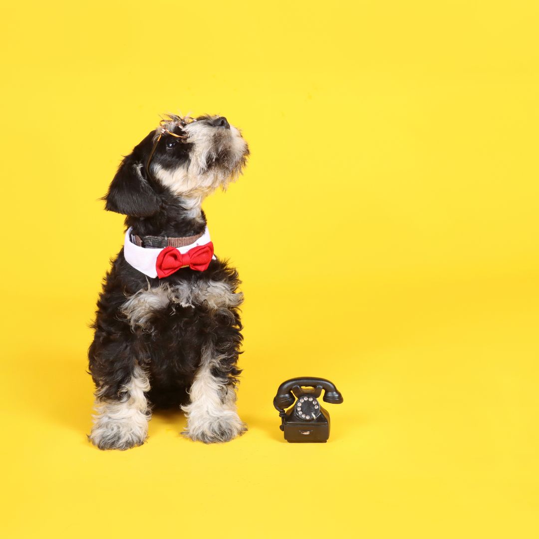 Golden Mobile Grooming | Pet grooming